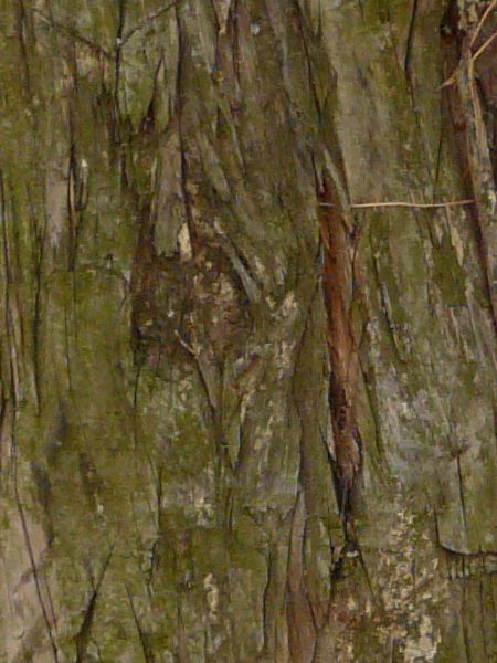 damaged trunk texture 0007 - Texturelib